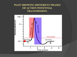 Structure of neuron and propagation mechanism of nerve impulse | PPTX
