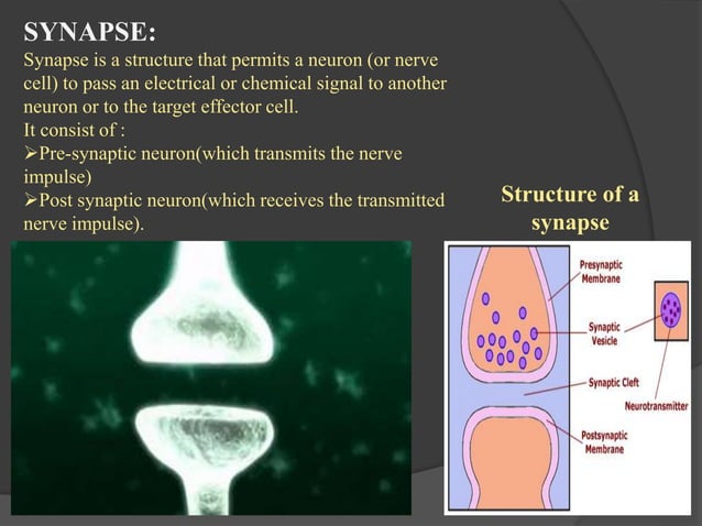 Structure of neuron and propagation mechanism of nerve impulse | PPTX