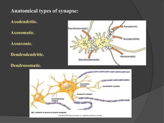 Structure of neuron and propagation mechanism of nerve impulse | PPTX