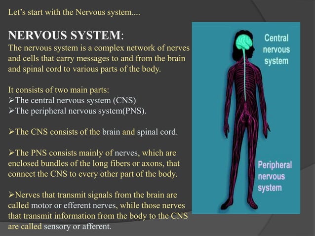 Structure of neuron and propagation mechanism of nerve impulse | PPTX