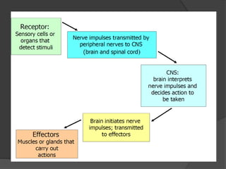 Structure of neuron and propagation mechanism of nerve impulse | PPTX