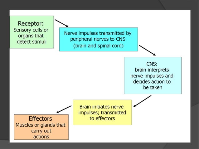 Structure of neuron and propagation mechanism of nerve impulse | PPTX