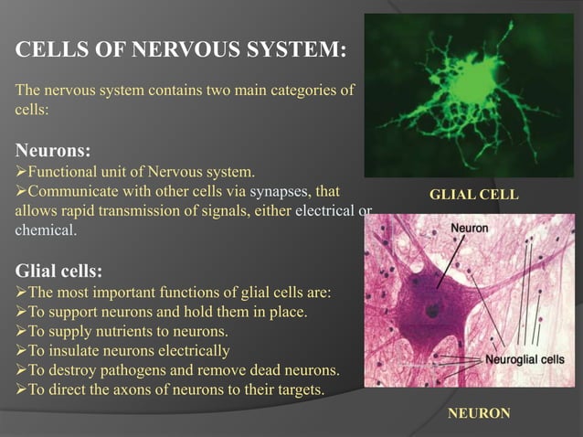 Structure of neuron and propagation mechanism of nerve impulse | PPTX