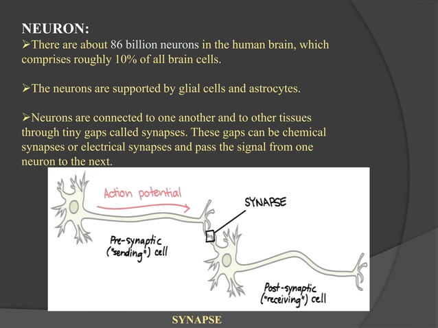 Structure of neuron and propagation mechanism of nerve impulse | PPTX