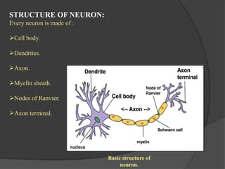 Structure of neuron and propagation mechanism of nerve impulse | PPTX