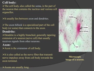 Structure of neuron and propagation mechanism of nerve impulse | PPTX