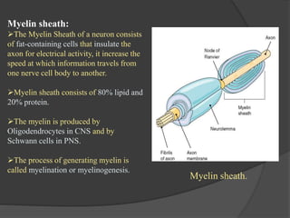 Structure of neuron and propagation mechanism of nerve impulse | PPTX