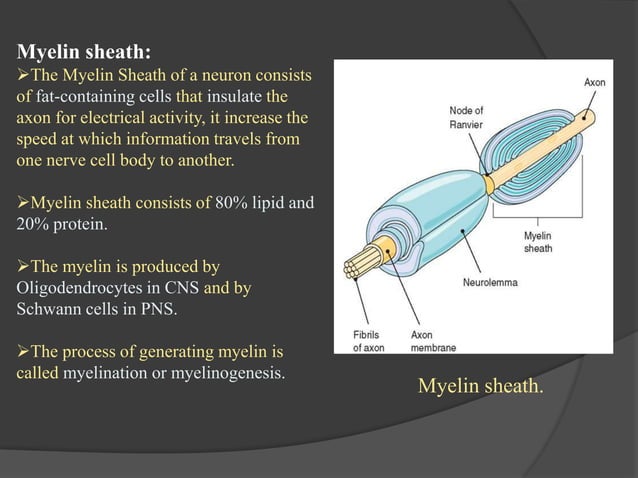 Structure of neuron and propagation mechanism of nerve impulse | PPTX