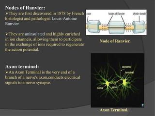 Structure of neuron and propagation mechanism of nerve impulse | PPTX