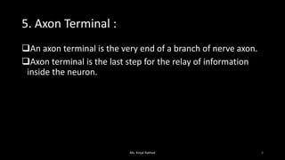 Structure Of Neuron | PPTX | Brain and Nervous System Disorders ...