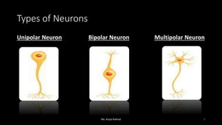 Structure Of Neuron | PPTX