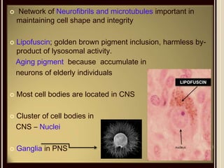 Structure of neuron & synapse | PPTX