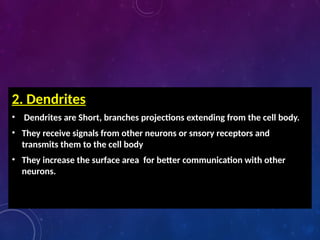 Structure of Neuron( nerve cell)ppt.pptx .Presented by sanidul islam | PPT