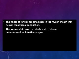 Structure of Neuron( nerve cell)ppt.pptx .Presented by sanidul islam | PPT