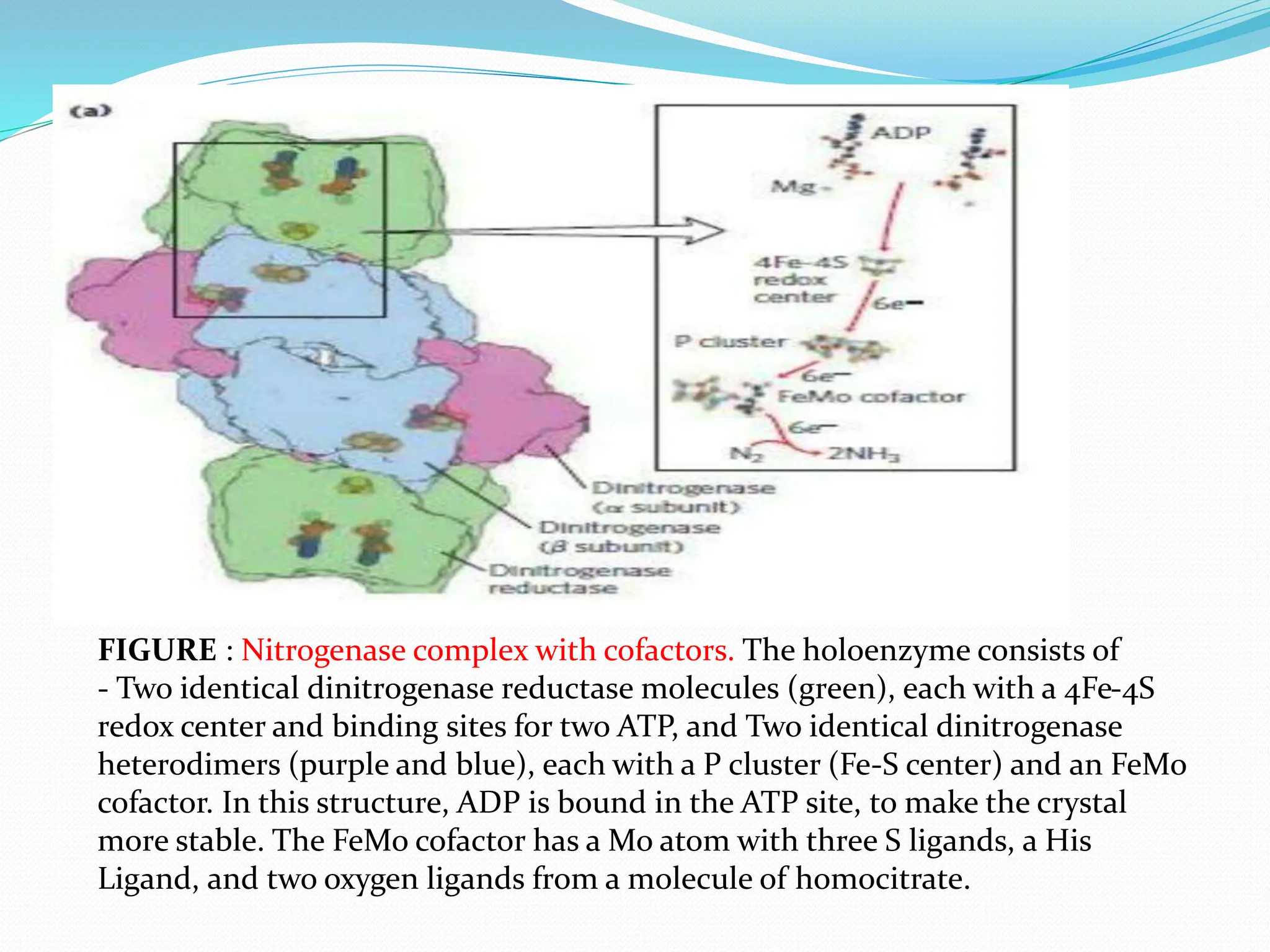 STRUCTURE OF NITROGENASE enzyme group 8 ppt.pptx