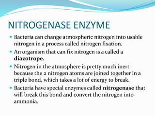 STRUCTURE OF NITROGENASE enzyme group 8 ppt.pptx