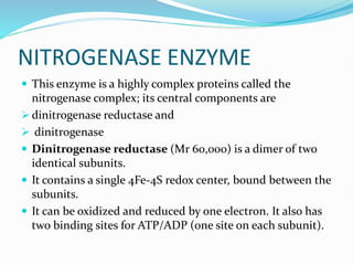 STRUCTURE OF NITROGENASE enzyme group 8 ppt.pptx