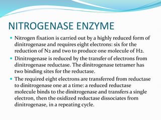 STRUCTURE OF NITROGENASE enzyme group 8 ppt.pptx