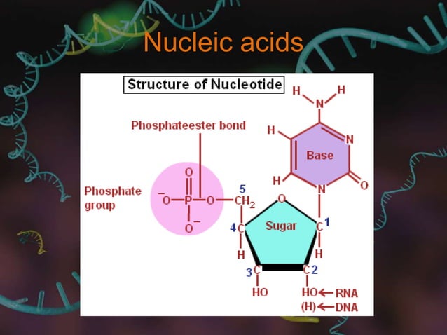 Structure of nucleic acids