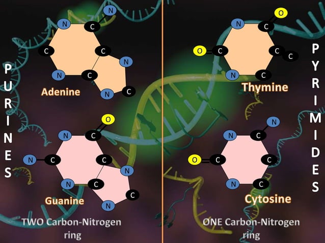 Structure of nucleic acids