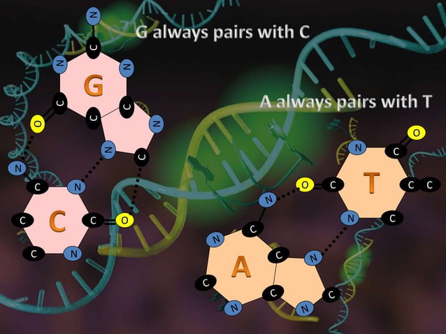 Structure of nucleic acids