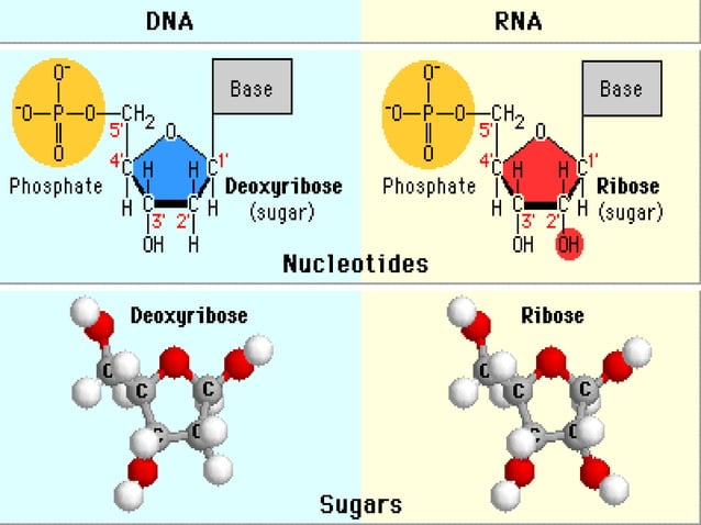 Structure of nucleic acids