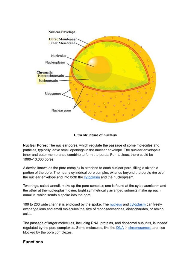 Structure of Nucleus | PDF
