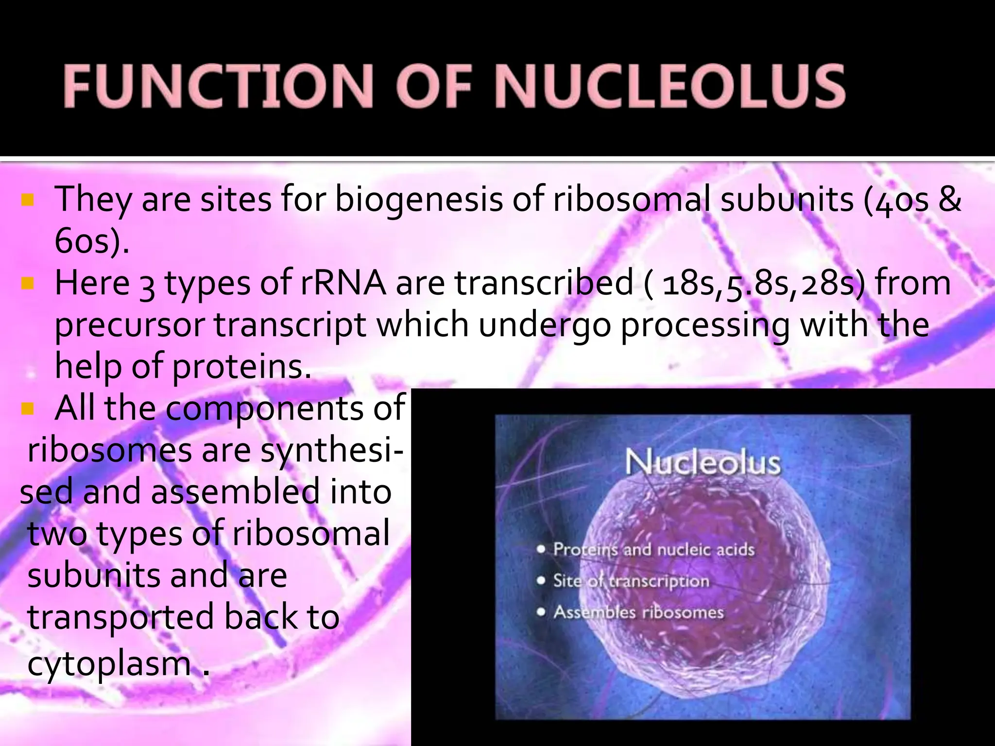 Structure of Nucleus 1.pptx