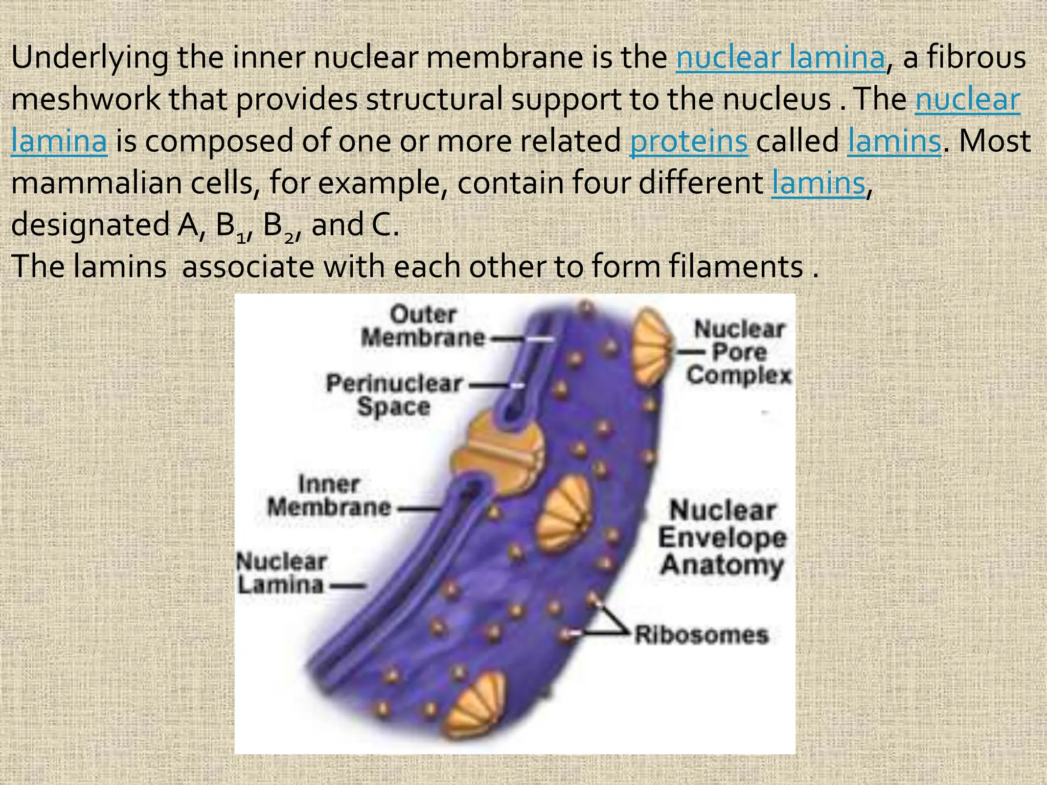 Structure of Nucleus 1.pptx