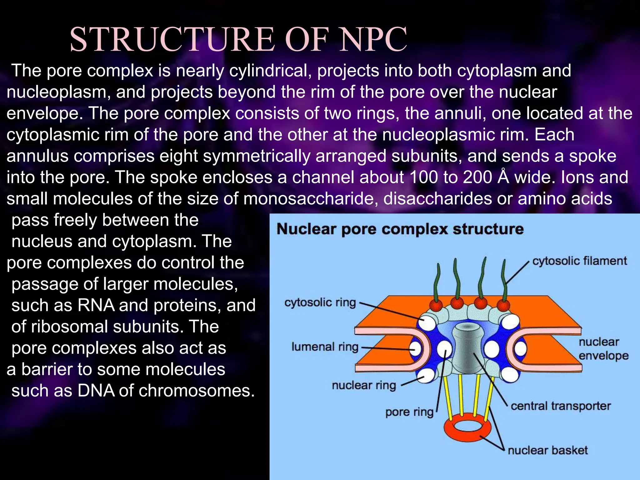 Structure of Nucleus 1.pptx