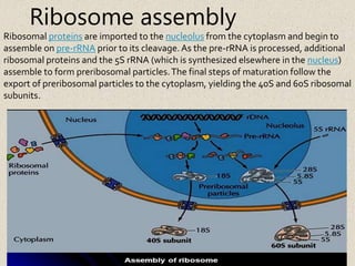 Structure of Nucleus 1.pptx