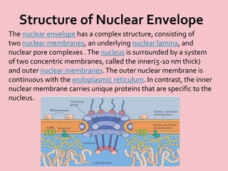 Structure of Nucleus 1.pptx