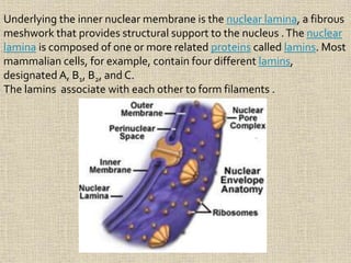 Structure of Nucleus 1.pptx