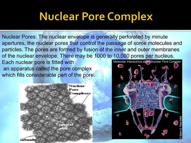 Structure of Nucleus 1.pptx