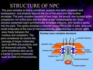 Structure of Nucleus 1.pptx