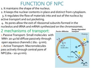 Structure of Nucleus 1.pptx