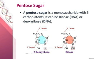 Structure of nucliec acid, nitrogenous bases, purines, pyrimidine, .pptx