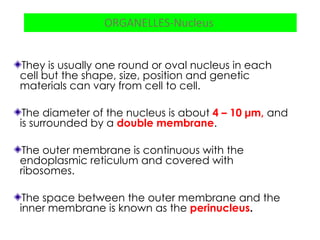 STRUCTURE OF ORGANELLES AND FUNCTIONS.ppt