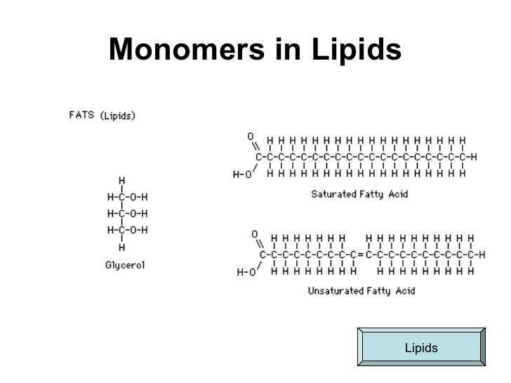 Basic Chemical Makeup Of Lipids | Saubhaya Makeup