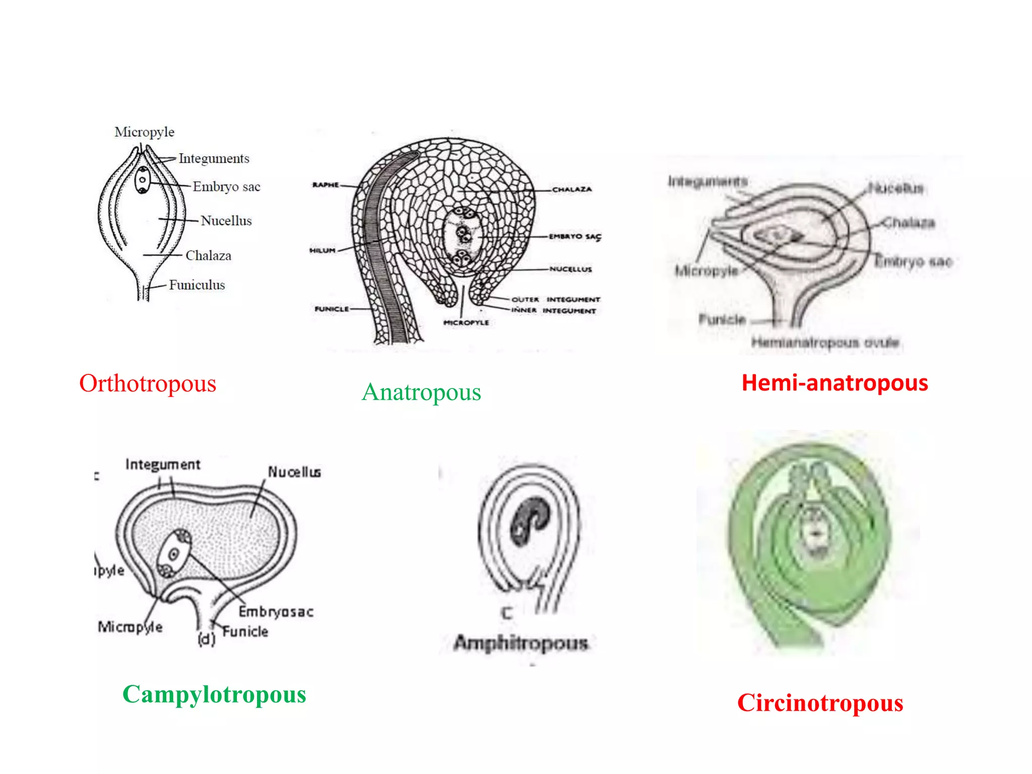Structure of ovule | PPTX