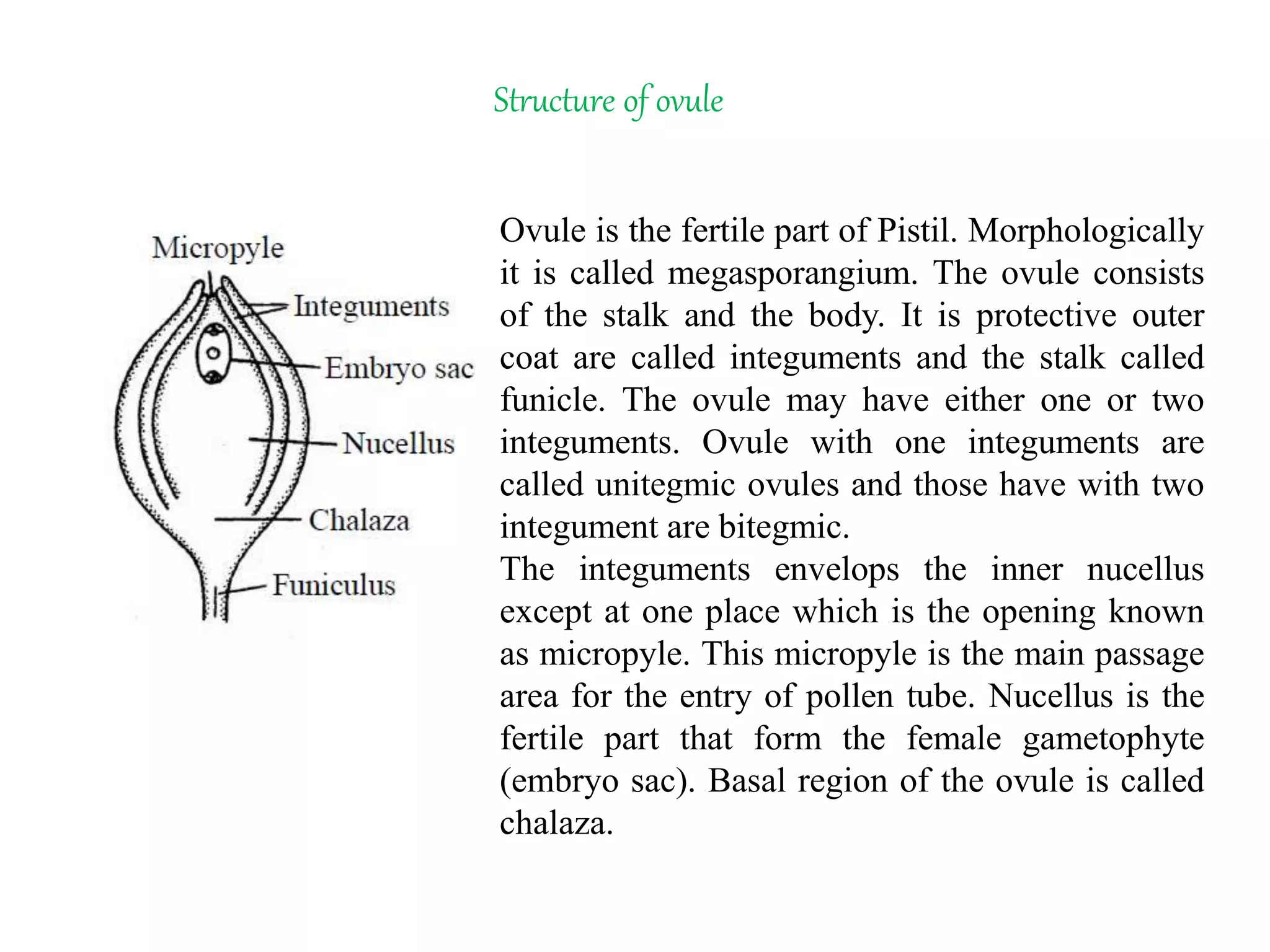 Structure of ovule | PPTX