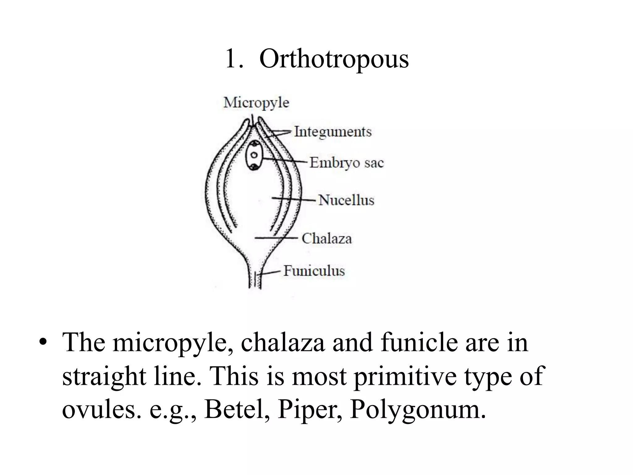 Structure of ovule | PPTX