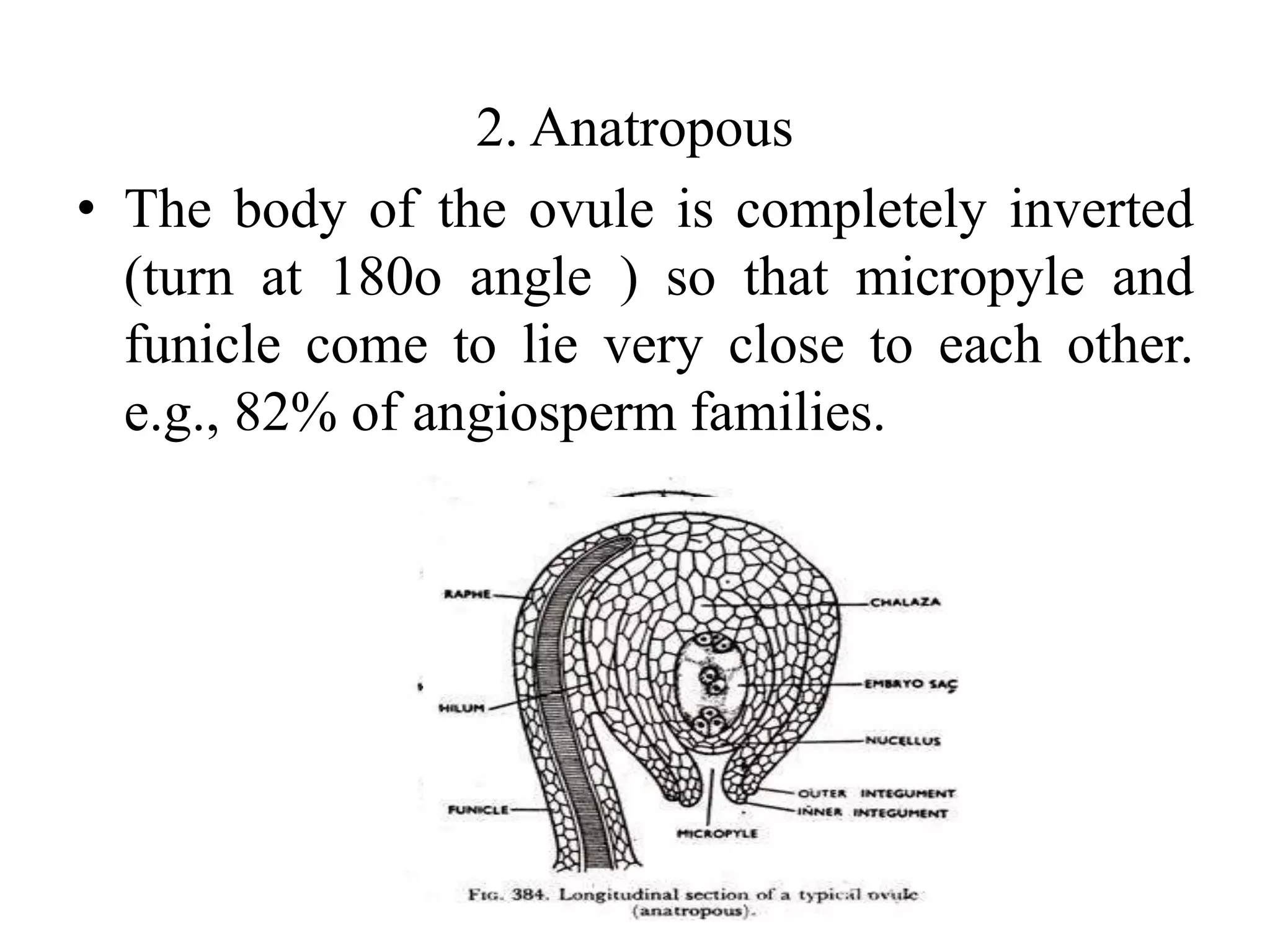 Structure of ovule | PPTX