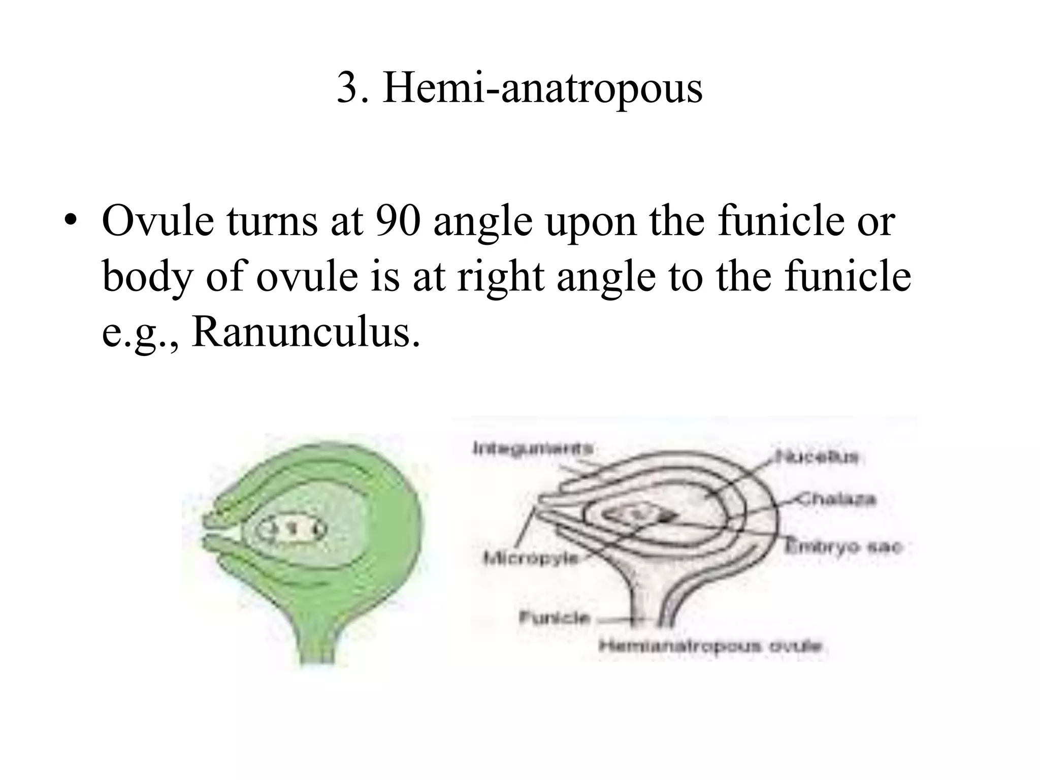 Structure of ovule | PPTX
