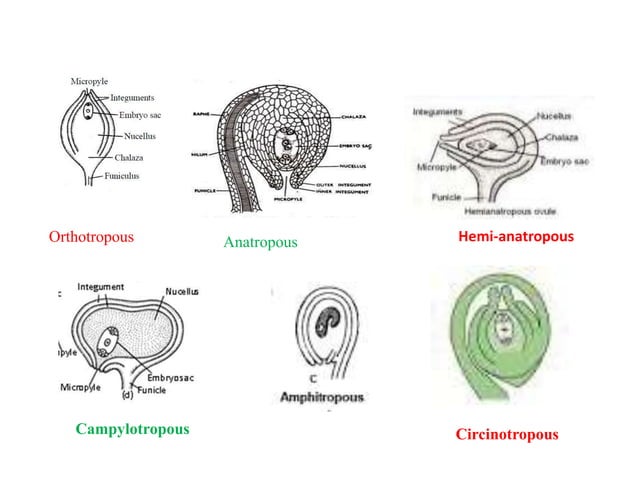 Structure of ovule | PPTX | Infertility | Reproductive Health