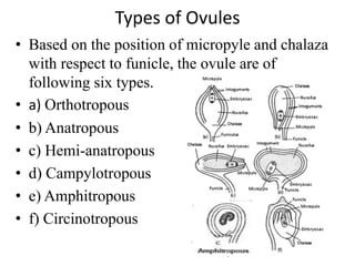 Structure of ovule | PPTX