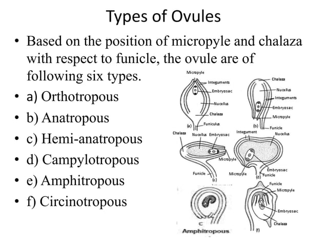 Structure of ovule | PPTX | Infertility | Reproductive Health