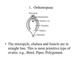 Structure of ovule | PPTX