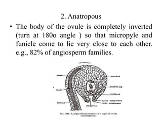 Structure of ovule | PPTX