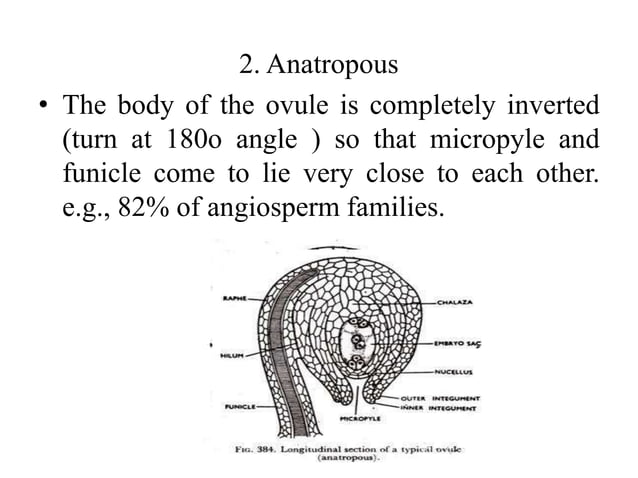 Structure of ovule | PPTX | Infertility | Reproductive Health